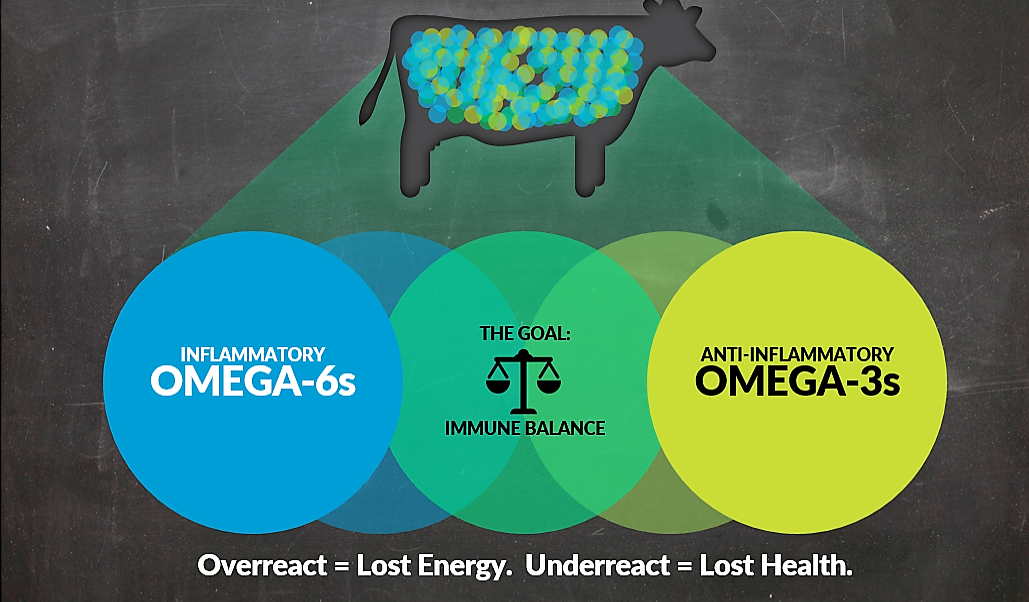 The Fatty Acid Forum » Quick Guide to Omega Fatty Acids and Immune Balance