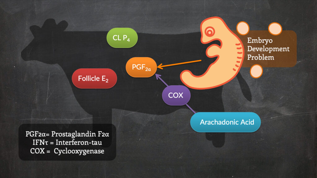 The Fatty Acid Forum » Influences of NSAIDs on Dairy Cattle ...